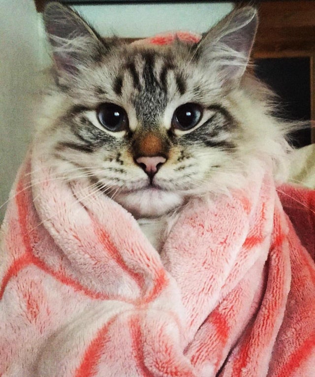 50 Photos Of Cats Being Really Silly