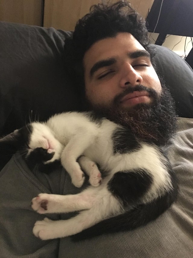 50 Photos Of Cats Being Really Silly