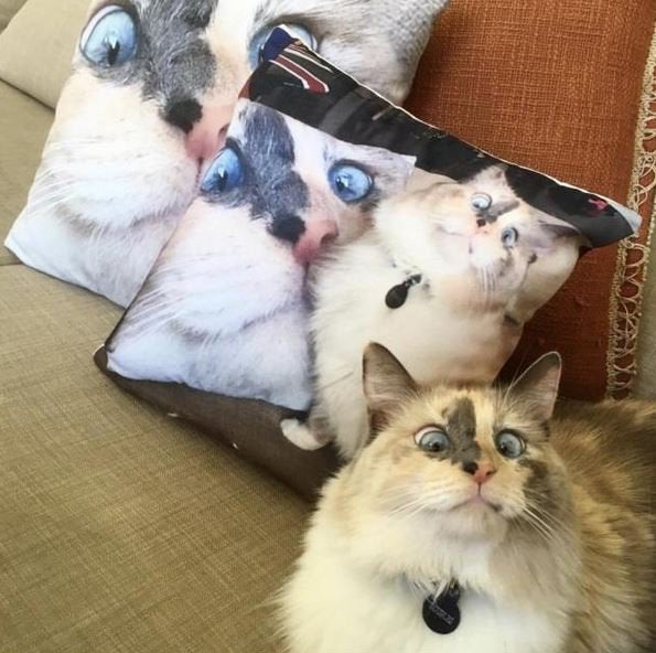 50 Photos Of Cats Being Really Silly