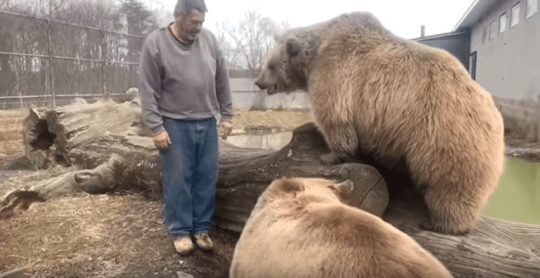 Big ‘dangerous’ bears give human a sniff test