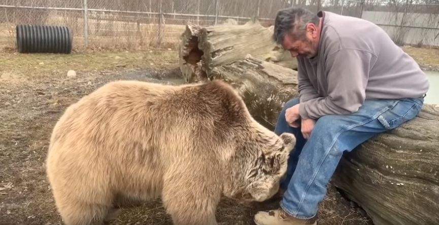 Big ‘dangerous’ bears give human a sniff test