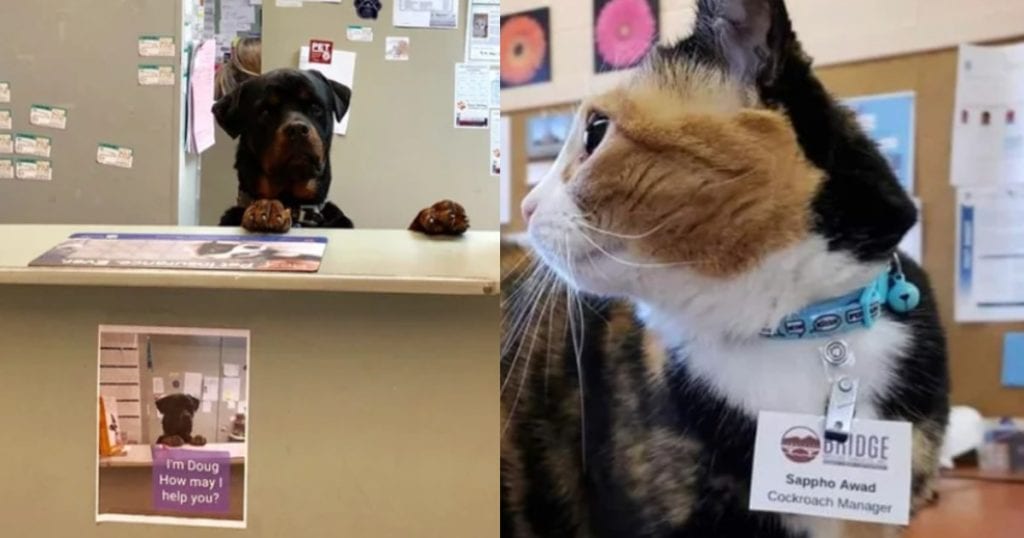 75 hardworking animals with a very important job