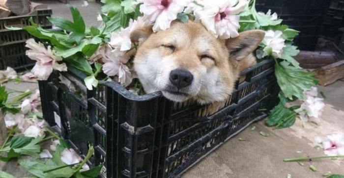 75 hardworking animals with a very important job