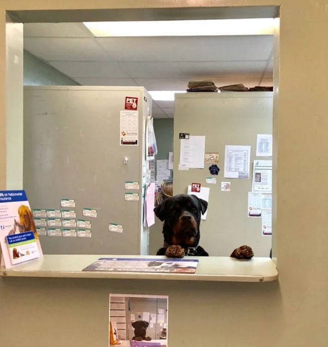 75 hardworking animals with a very important job