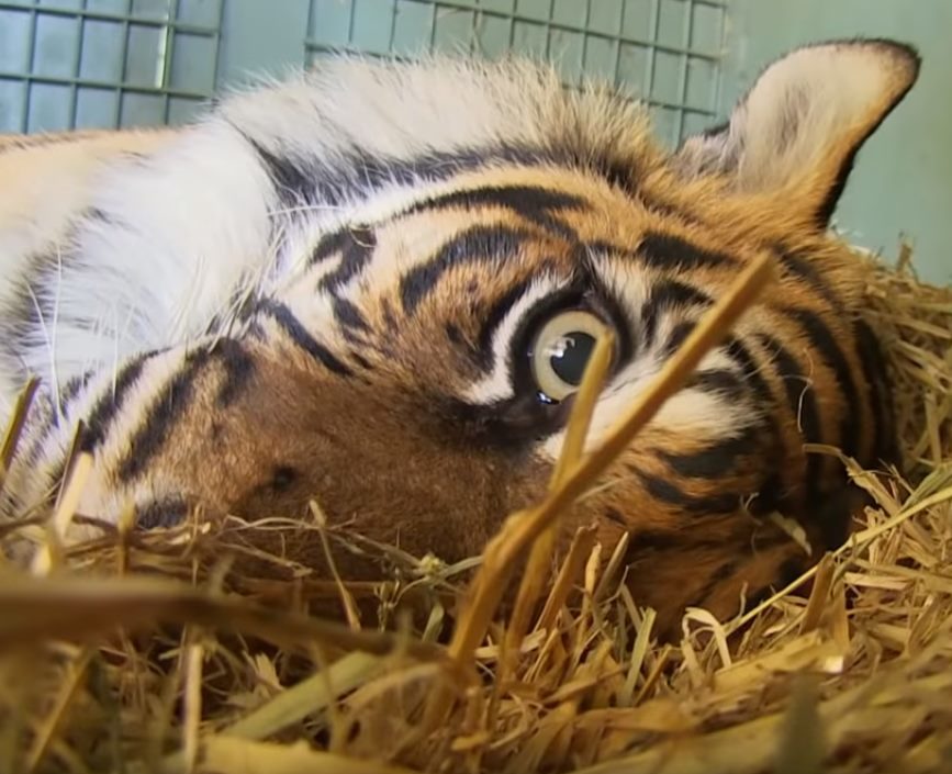 Mama Tiger Acts Quickly To Take Care Of Newborn Cub In Need
