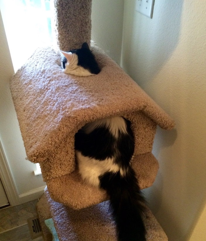 50 Photos Of Cats Being Really Silly