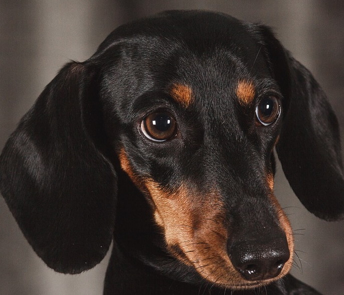 Cute Little Dog Overjoyed To Get To Play On Bed