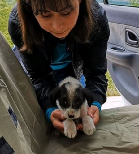 Rescuers find terrified puppy hidden in the grass then his dead brother ...