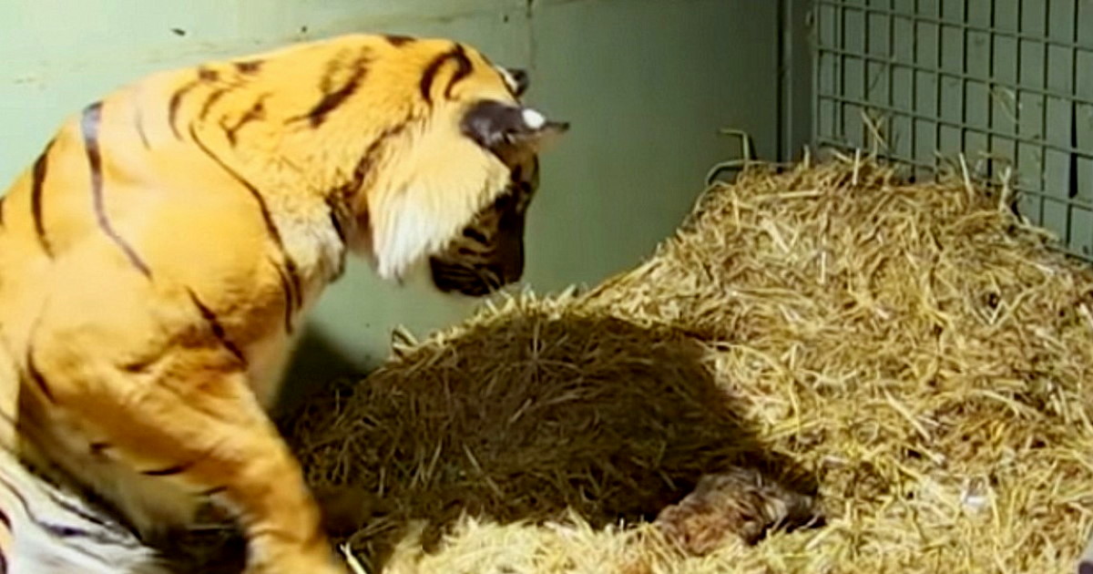 Mama Tiger Acts Quickly To Take Care Of Newborn Cub In Need