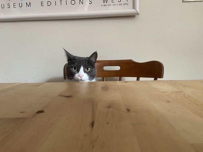 75 overjoyed pets “working from home” with their owners