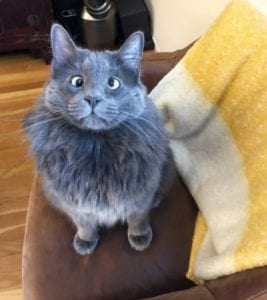 75 overjoyed pets “working from home” with their owners