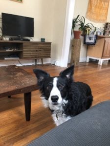 75 overjoyed pets “working from home” with their owners