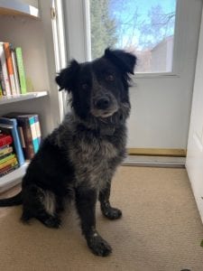 75 overjoyed pets “working from home” with their owners