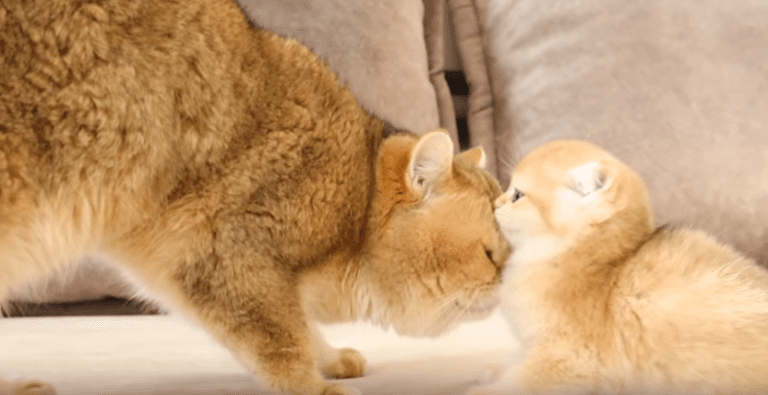 Daddy cat meets mini-me son for 1st time & precious reaction has been ...