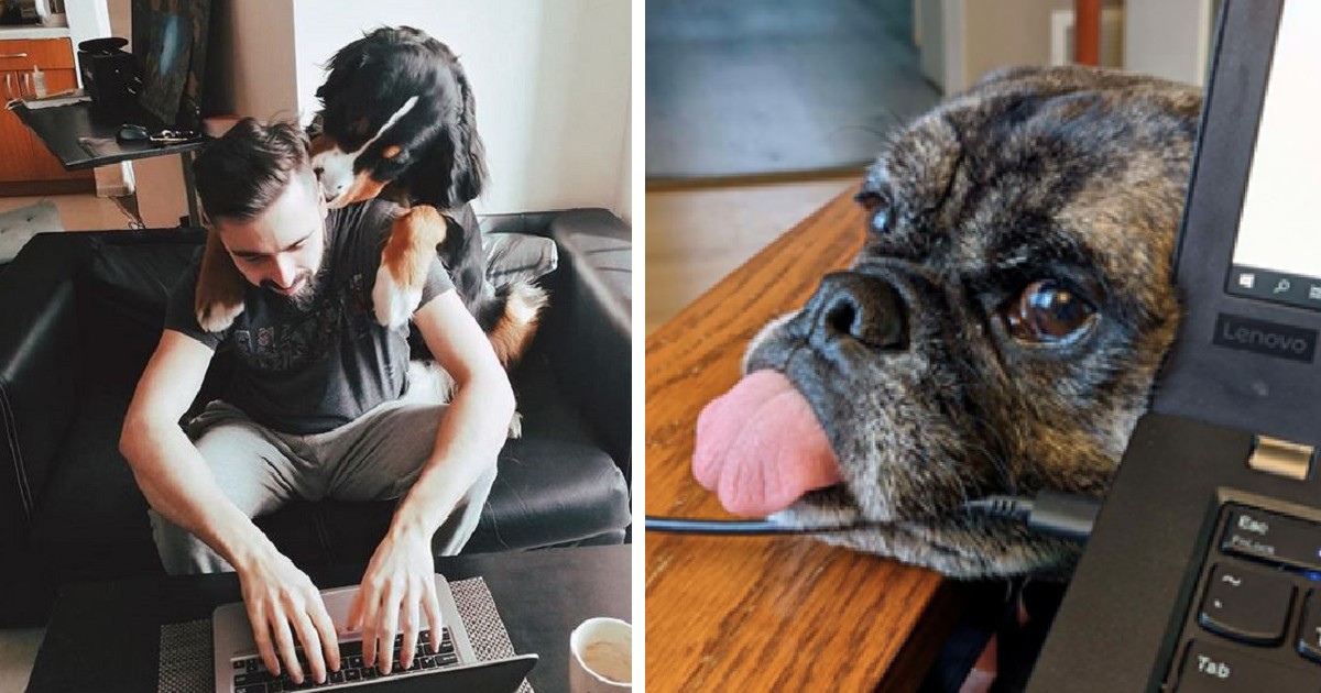 75 overjoyed pets “working from home” with their owners