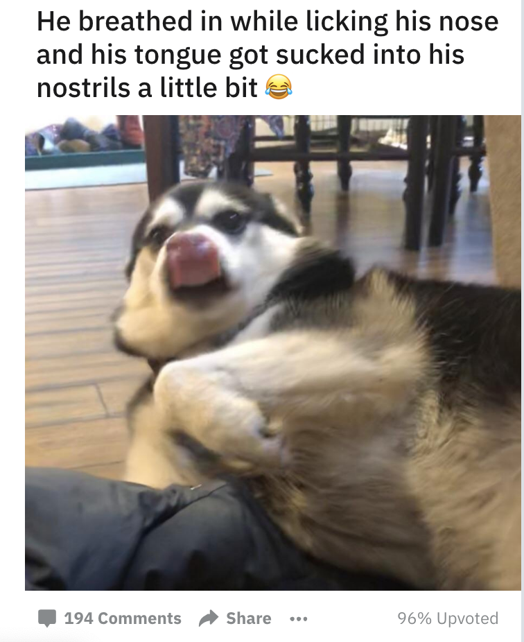 60 weirdo dogs that are far from normal