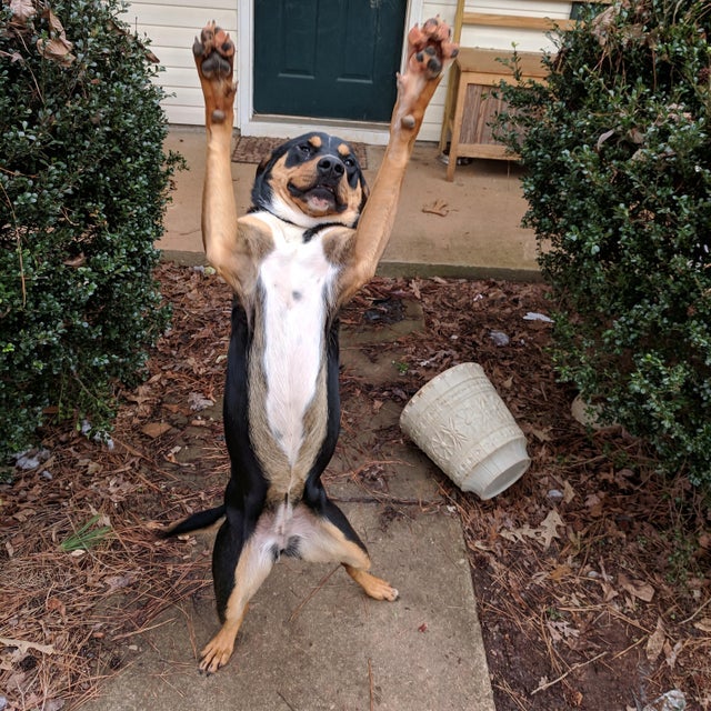60 weirdo dogs that are far from normal