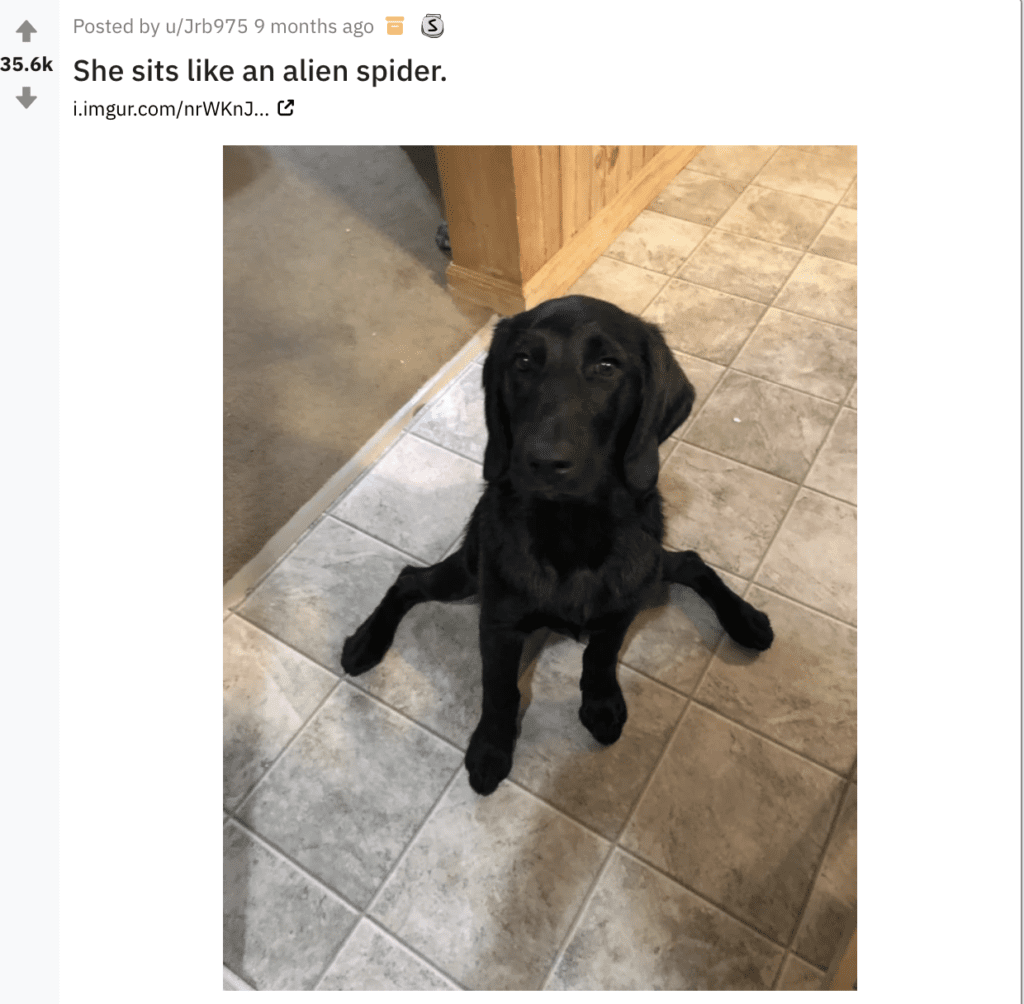 60 weirdo dogs that are far from normal