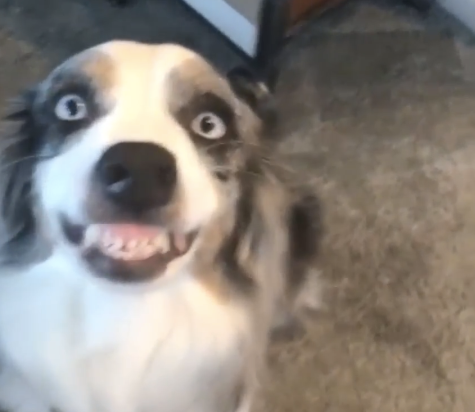 60 weirdo dogs that are far from normal