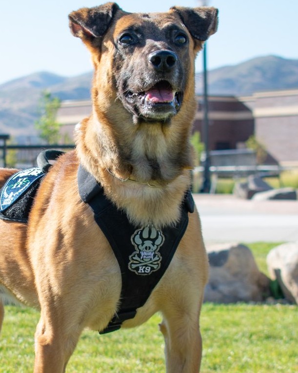 Police dog killed in the line of duty gets special casket for his sacrifice