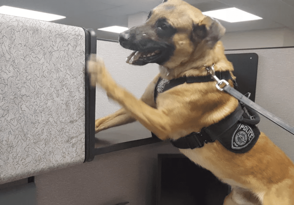 Police dog killed in the line of duty gets special casket for his sacrifice