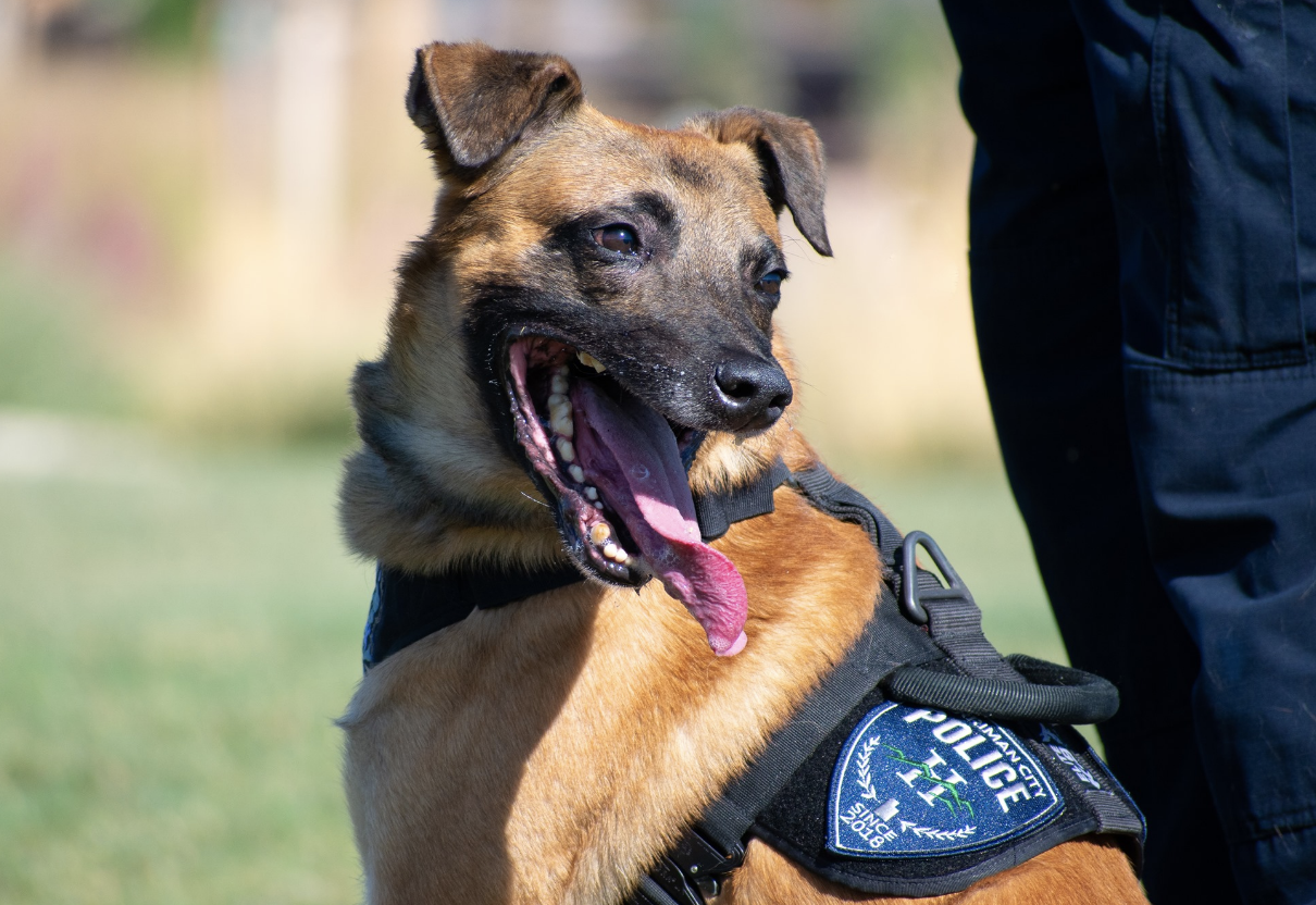 Police dog killed in the line of duty gets special casket for his sacrifice