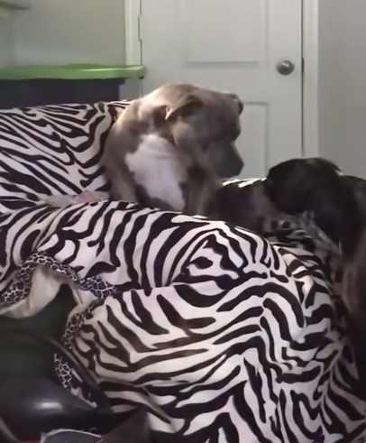 Talented Dog Sings Only To His Favorite Country Song