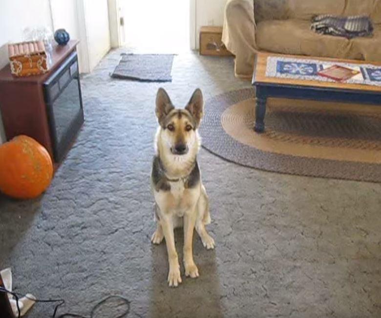 Hilarious Dog Dramatically Plays “Dead”