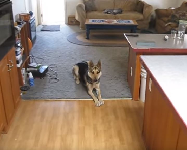 Hilarious Dog Dramatically Plays “Dead”