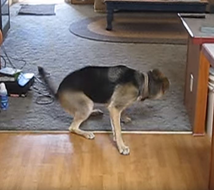 Hilarious Dog Dramatically Plays “Dead”