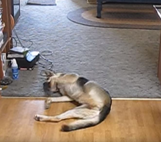 Hilarious Dog Dramatically Plays “Dead”