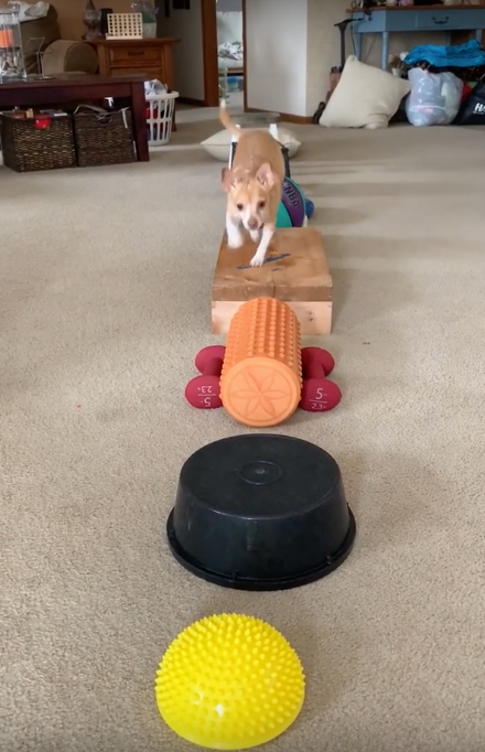 30 Clever ways to exercise your dog without going outside