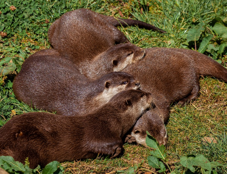 Ocean Creature Makes Friends With Family At Beach