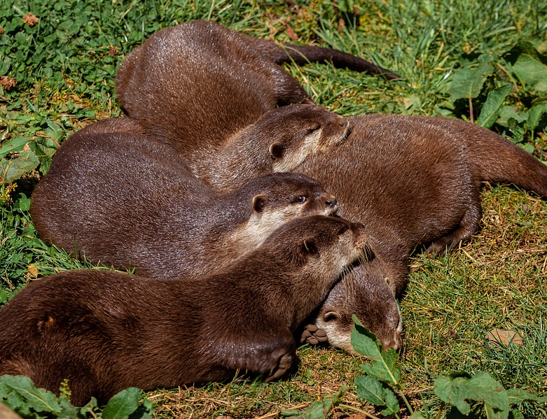 Ocean Creature Makes Friends With Family At Beach