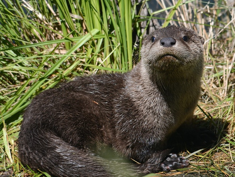 Ocean Creature Makes Friends With Family At Beach
