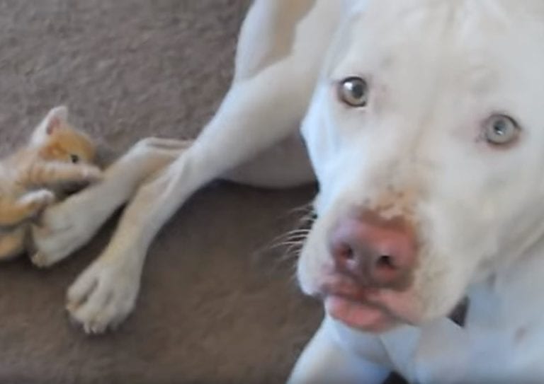 Pit Bull And Kitten Have Their Very First Meeting