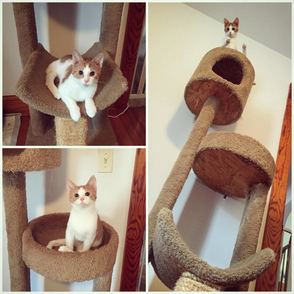 Cat born without hip sockets learns how to do a handstand down the stairs