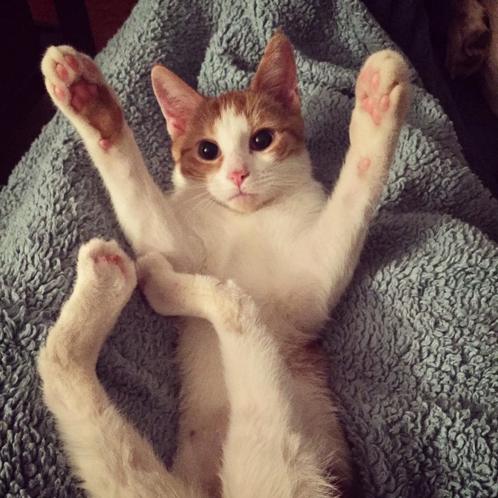 Cat born without hip sockets learns how to do a handstand down the stairs