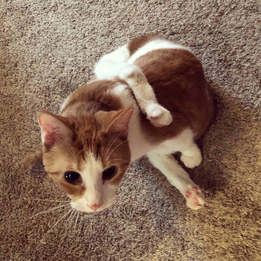 Cat born without hip sockets learns how to do a handstand down the stairs