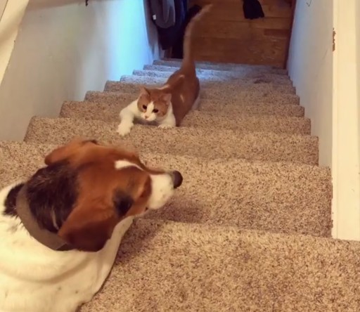 Cat born without hip sockets learns how to do a handstand down the stairs