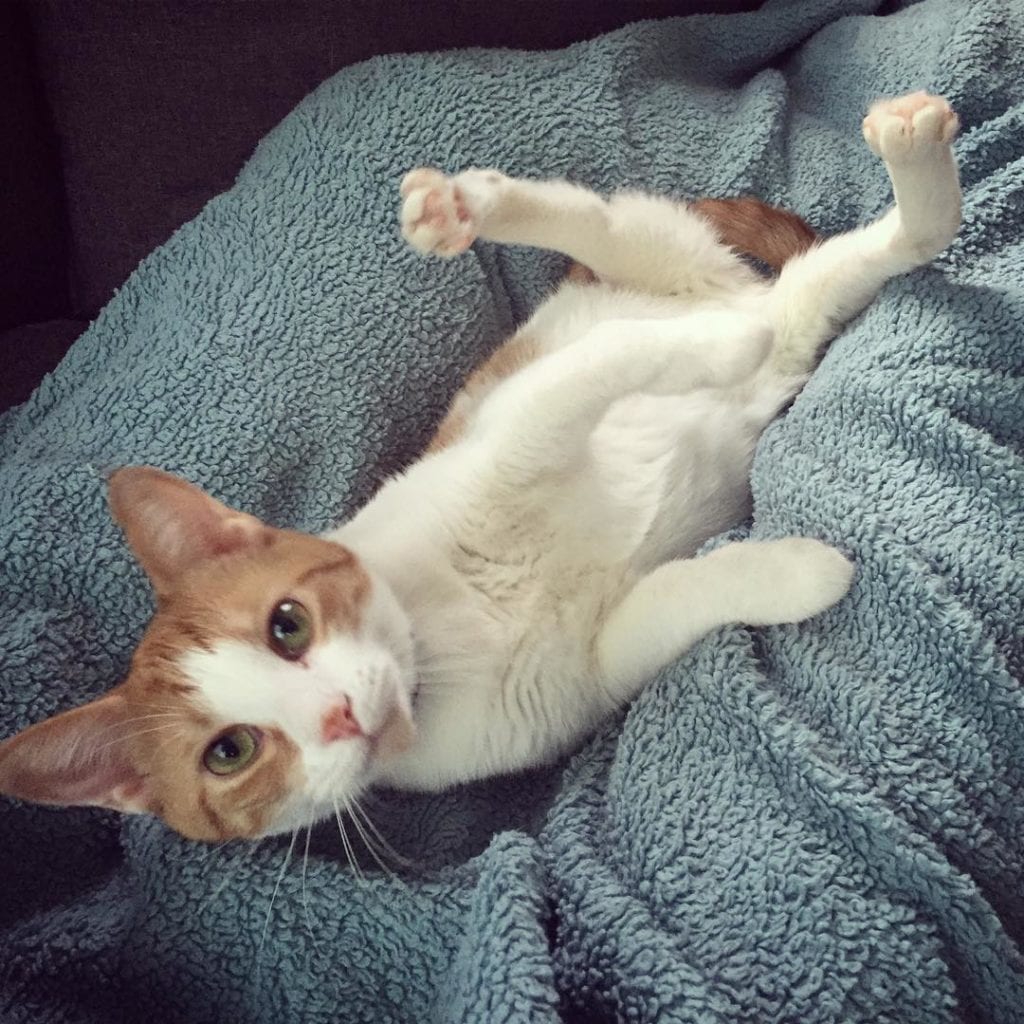 Cat born without hip sockets learns how to do a handstand down the stairs