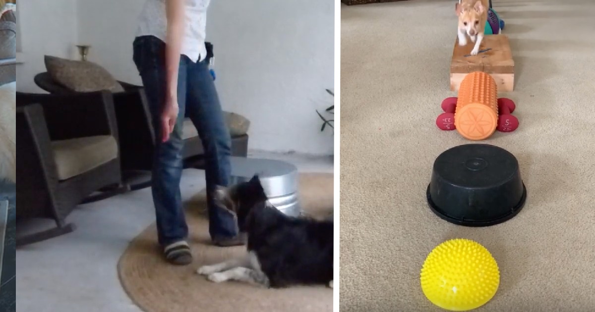30 Clever ways to exercise your dog without going outside