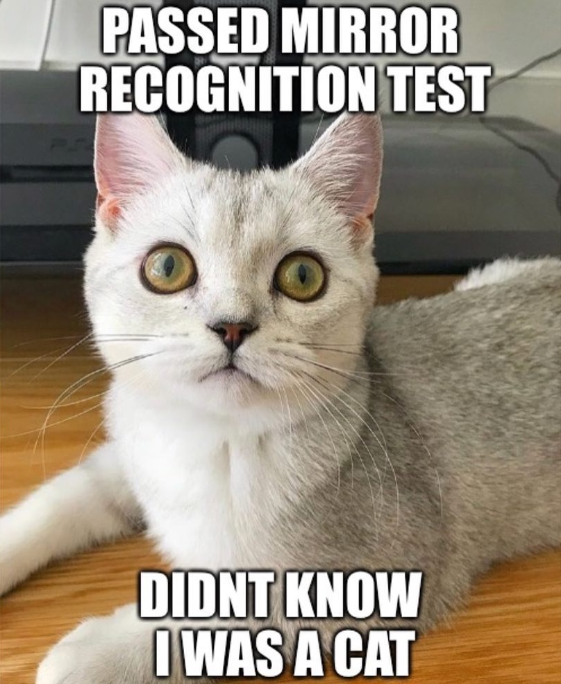 Cat Hilariously Reacts To Seeing Ears In Mirror