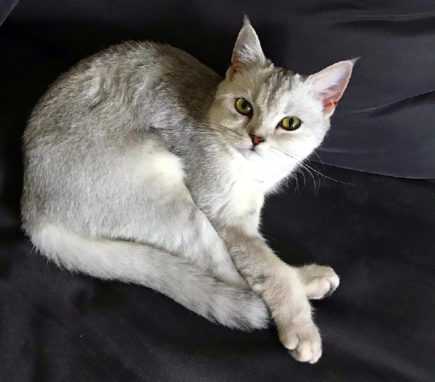 Cat Hilariously Reacts To Seeing Ears In Mirror
