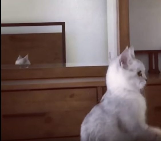 Cat Hilariously Reacts To Seeing Ears In Mirror