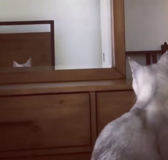 Cat Hilariously Reacts To Seeing Ears In Mirror