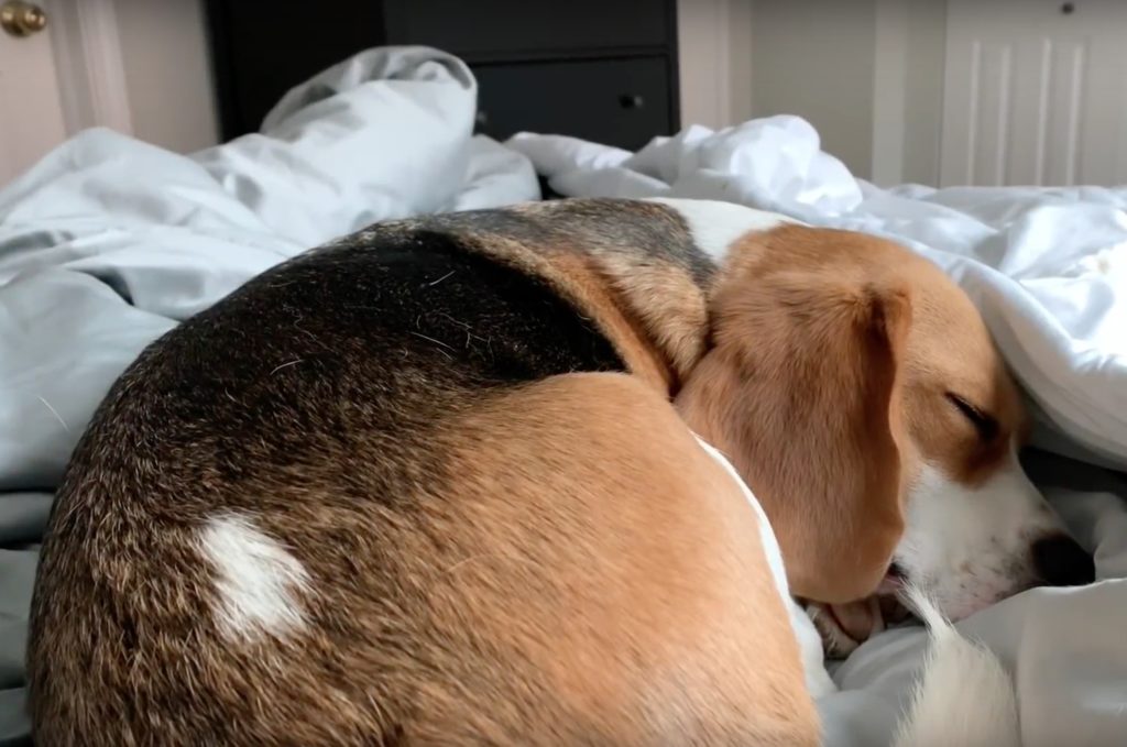 Beagle hilariously demonstrates his ‘lazy’ morning routine