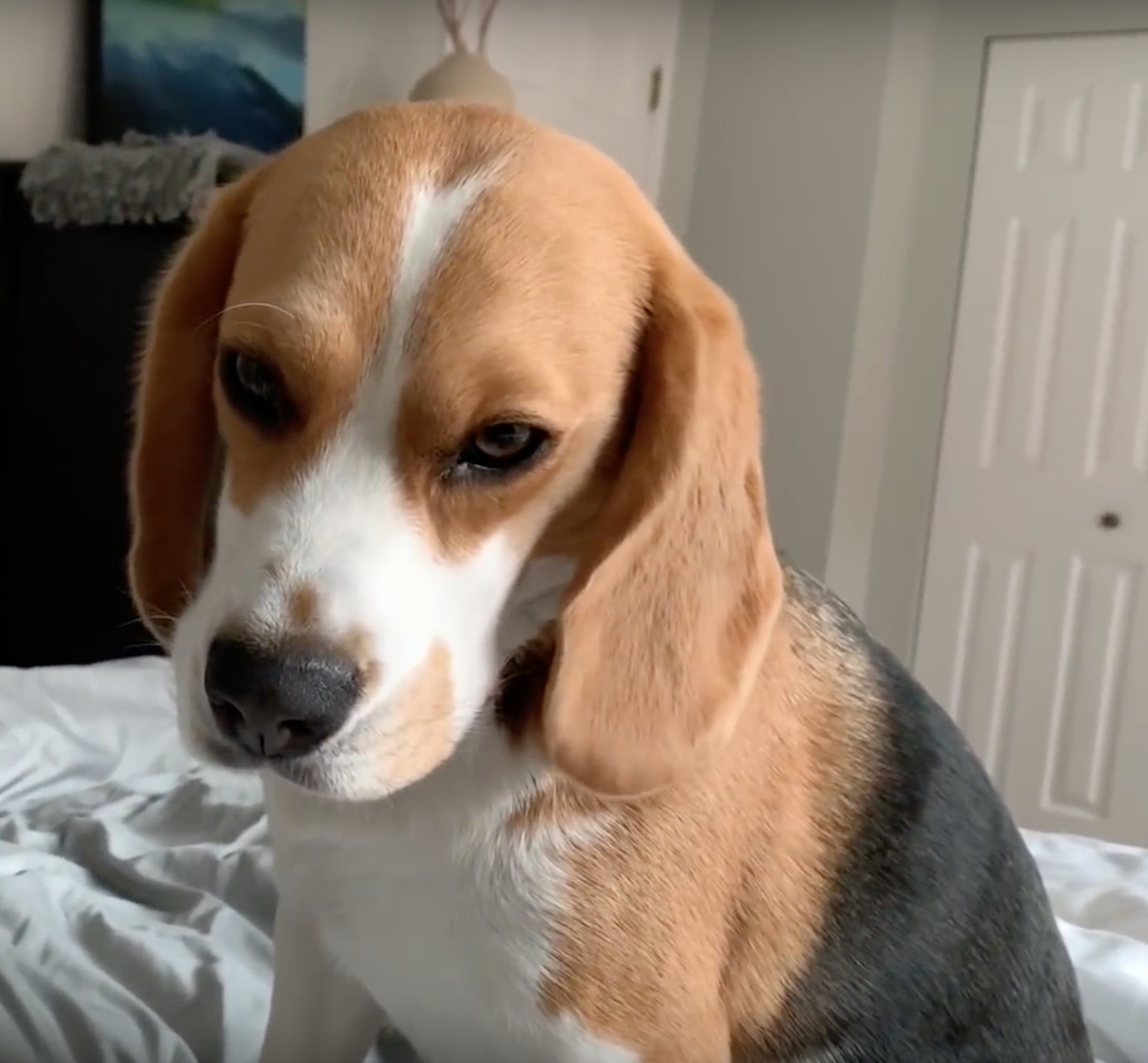 Beagle hilariously demonstrates his ‘lazy’ morning routine