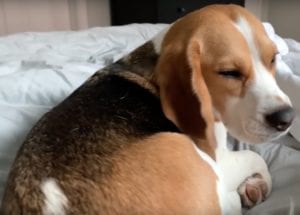 Beagle hilariously demonstrates his ‘lazy’ morning routine