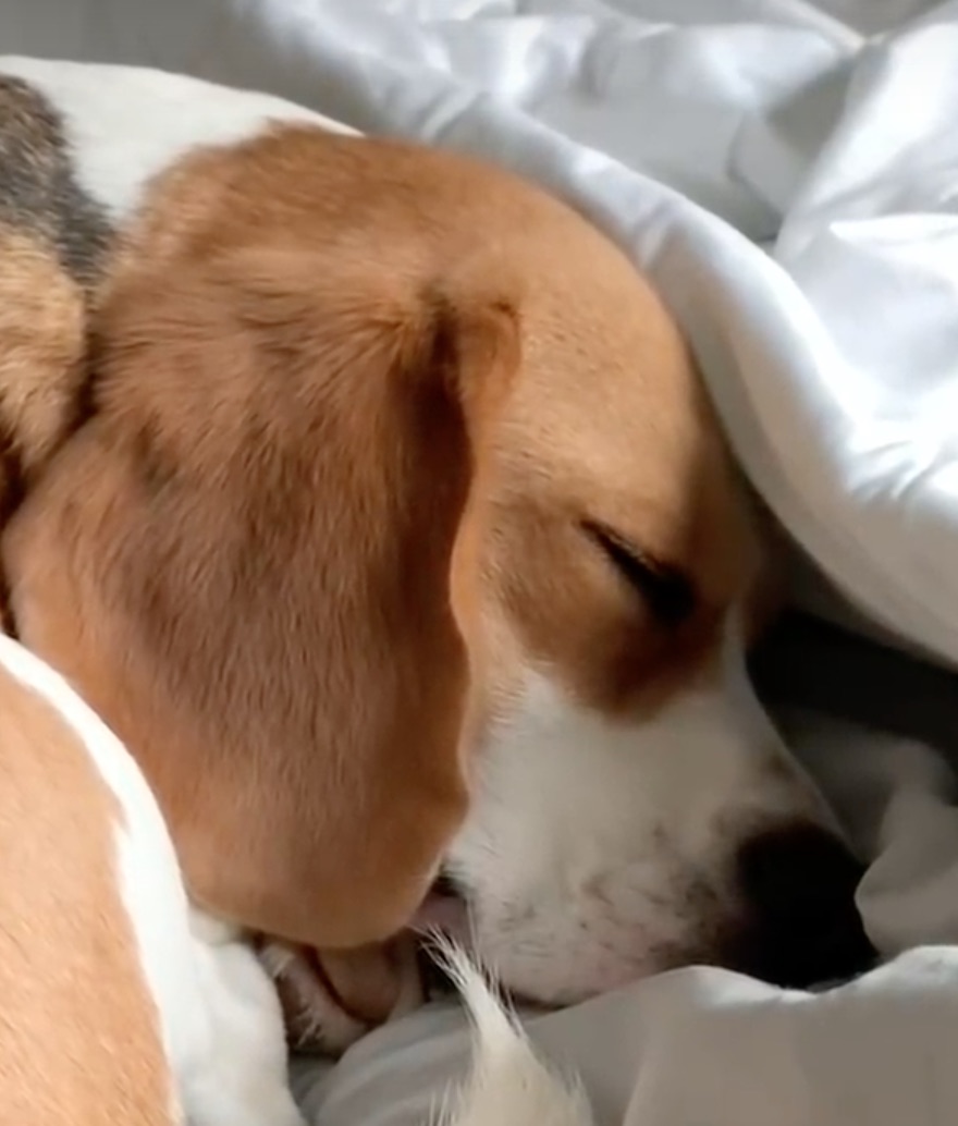 Beagle hilariously demonstrates his ‘lazy’ morning routine